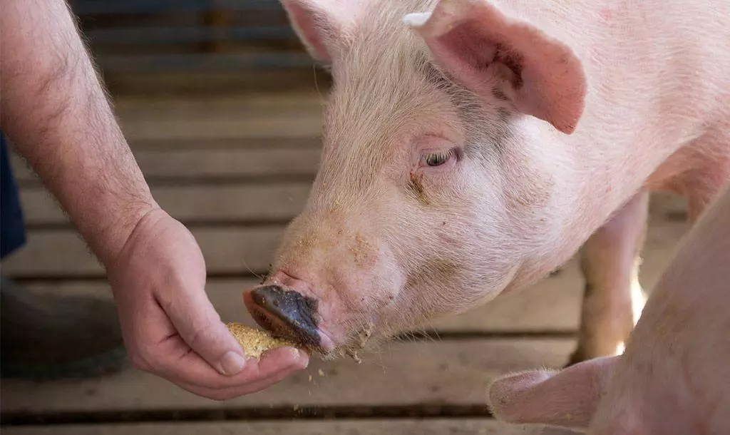 Alimentando porcos.