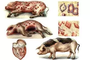 Årsaker og symptomer på griser av griser, metoder for behandling og forebygging