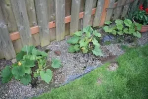 Hoe te groeien en voor courgette in de open grond