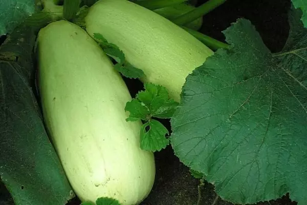 zucchini di tanah terbuka