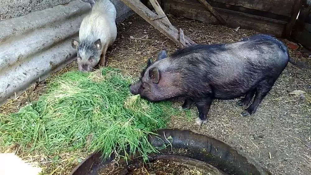 Alimentando porcos.