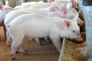 什麼是豬生長的飼料添加劑，選擇和使用規則