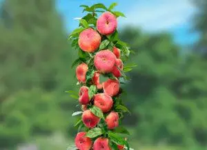 ລາຍລະອຽດຂອງແນວພັນຂອງ coloniary peaches, ການລົງຈອດແລະການດູແລ, ກົດລະບຽບ agrotechnical