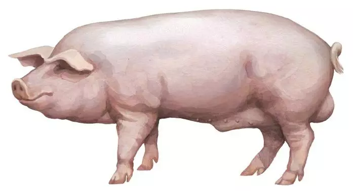 велика свиня