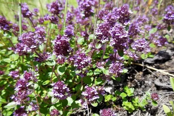 Contraindications of Thyme