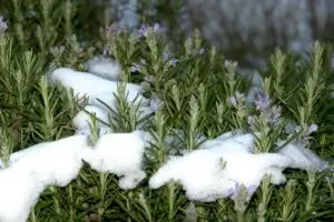 Cách chuẩn bị Rosemary cho mùa đông: Để trang trải để đào và cắt