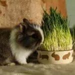 Kaysa sa pagpapakain ng dwarf rabbit: ang pinakamahusay na pagkain sa bahay 1126_2