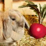 Чим годувати карликового кролика: найкраща їжа в домашніх умовах 1126_3