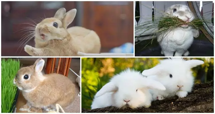 Rabbit Feeding