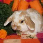 Чим годувати карликового кролика: найкраща їжа в домашніх умовах 1126_6