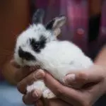 Kaysa sa pagpapakain ng dwarf rabbit: ang pinakamahusay na pagkain sa bahay 1126_7