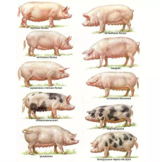 גזע חזירים