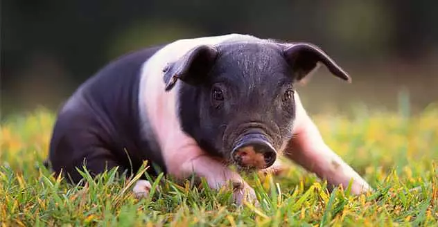 Pig breed GEMPSHIR