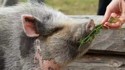 Memberi makan babi