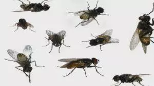 Как можете да се отървете от мухи в прасенцата и най-добрите средства за шофиране на насекоми