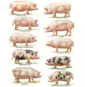 وصف سلالات الخنزير ومعايير الاختيار للتربية المنزلية