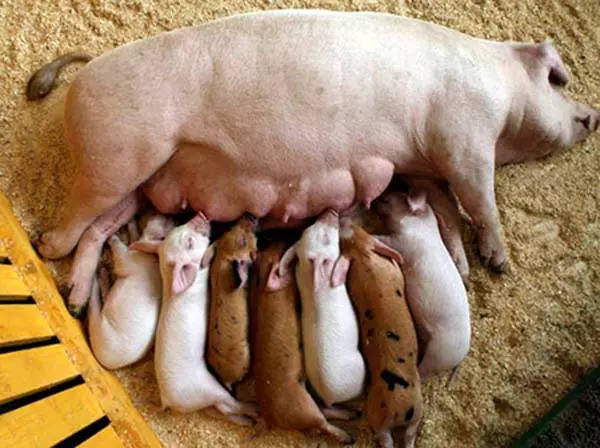 Mama i svinjetina