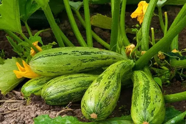 Kāpēc cukini aug nepareizā formā, kas viņiem trūkst