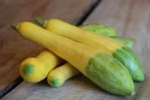 Penerangan mengenai Zucchini Varieties Marshmallows lembut, ciri-ciri penanaman dan penjagaan