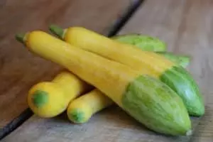 Mô tả về các giống zucchini kẹo dẻo nhẹ nhàng, đặc điểm trồng trọt và chăm sóc