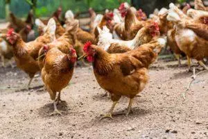 Descrizione dei polli del rosso kuban e le regole del contenuto