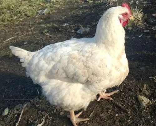 Chicken ChickB-700