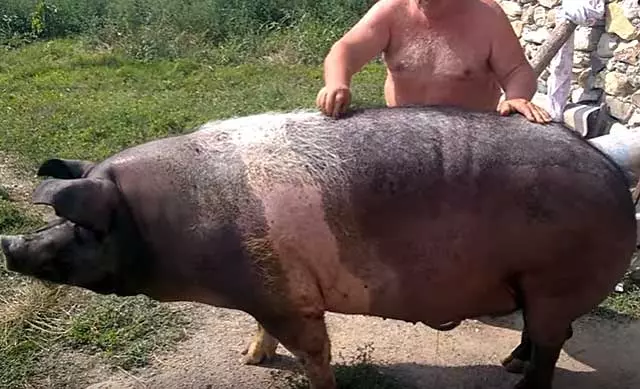 Hoeveel varkens weegt