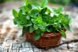 How to grow and care for mint in the greenhouse