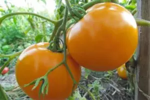 Përshkrimi i një varietet domate portokalli dhe karakteristikat e tij