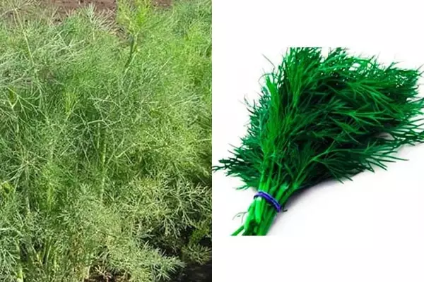 Ọdịdị nke Ukrop Dill