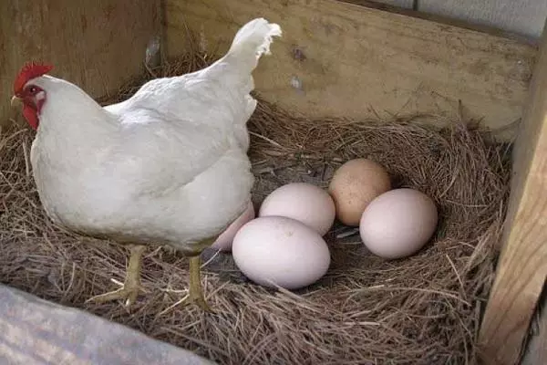 ביצים טריות