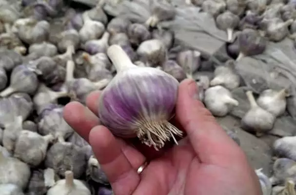 Bawang putih Kharkov ungu di tangan