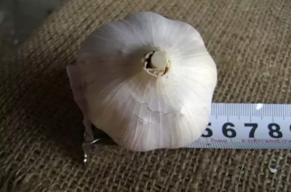 Garlic lapoa Kharkov lanu viole