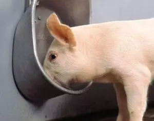 Врсте и захтеви за вожњу за свиње, како направити са властитим рукама и уградом