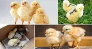 Miks kanad peck üksteist vere ja sümptomite kannibalismi Mida teha