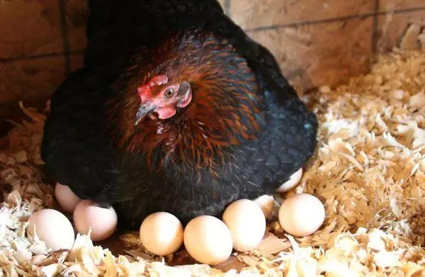 Poulet sur les œufs