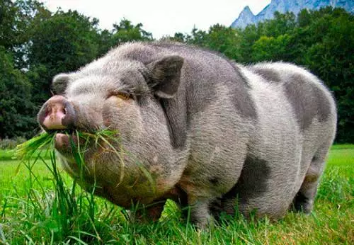 свиня їсть