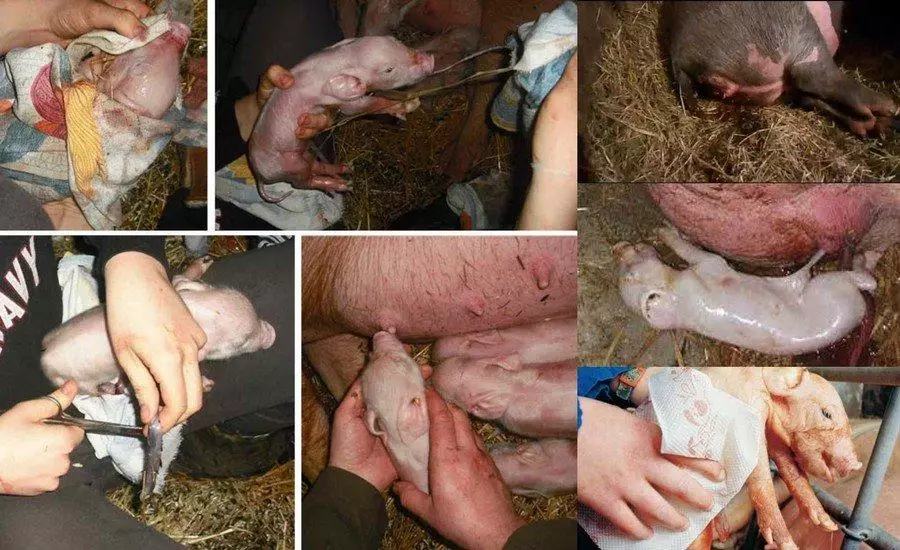 Childbirth pigs.