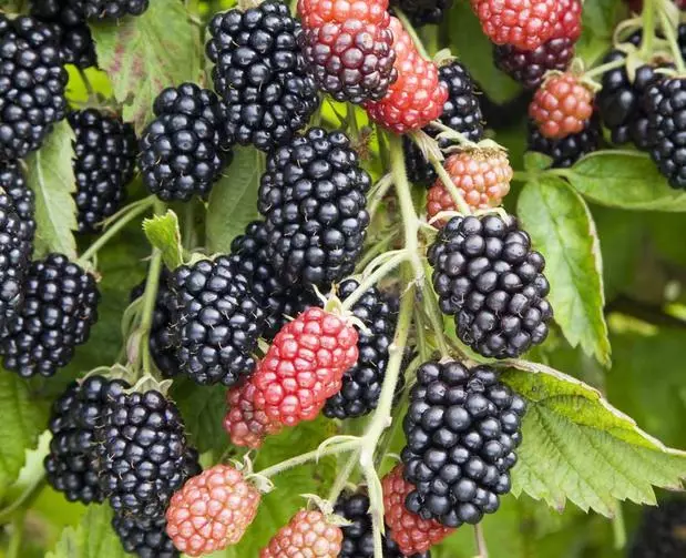 Blackberry Lochnes