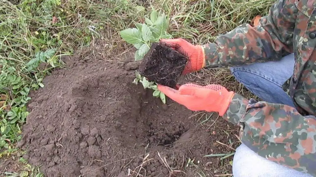 Landing Bush