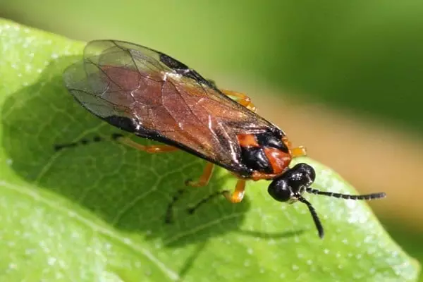 જંતુ વસતી