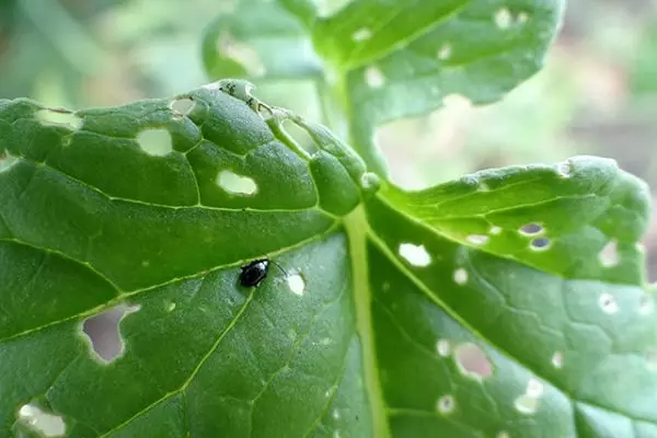 યુવાન છોડ