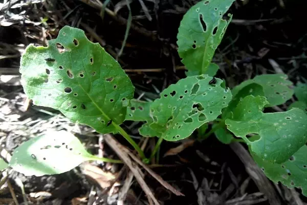 පසෙහි පොහොර