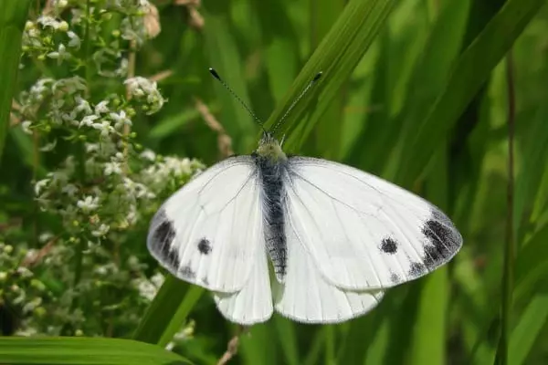 Butterfly Belyanki