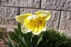 Beskrywing en eienskappe van Narcissa-yskoning, blomgroei en toepassing in landskapontwerp