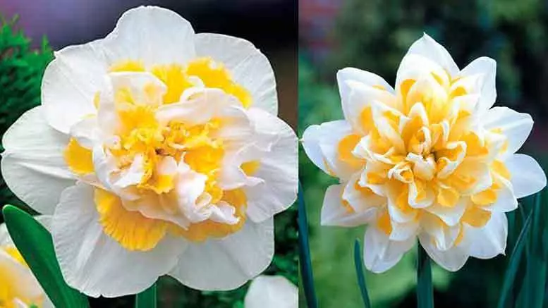 Daffodils e ntle