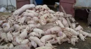 Det kausative agenten til tsum av griser, dets symptomer og behandling, er farlig for en person