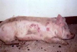 Årsakene til utseendet på røde flekker i sykdommer i griser, hva de skal gjøre og hvordan å behandle