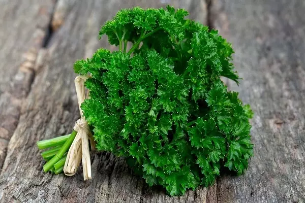 contraindications ຂອງ parsley
