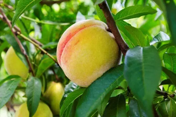 Peach Donetsky
